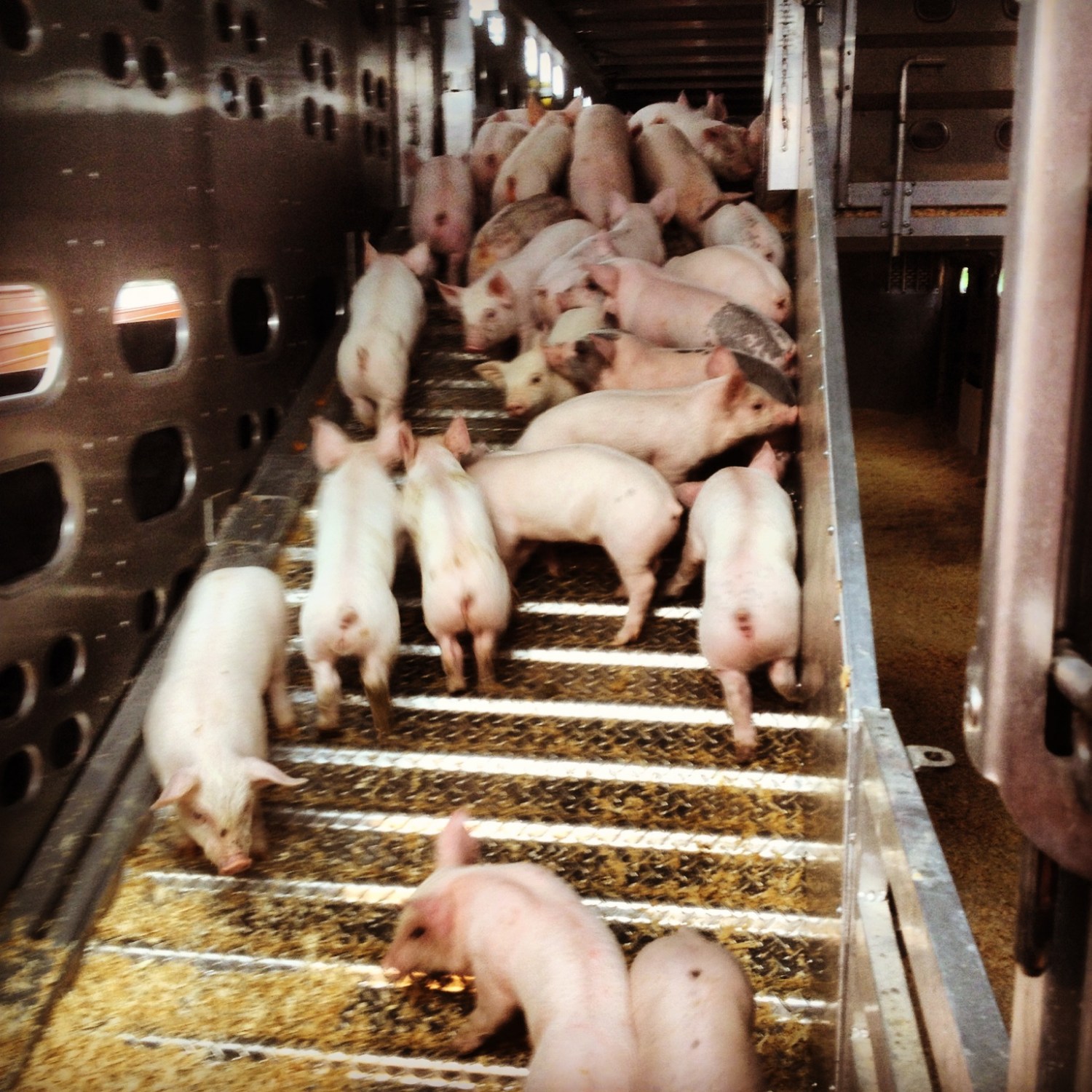 Sharp Dressed Farmer – Pimp Ride For Pigs! – Farm Girl With Curls